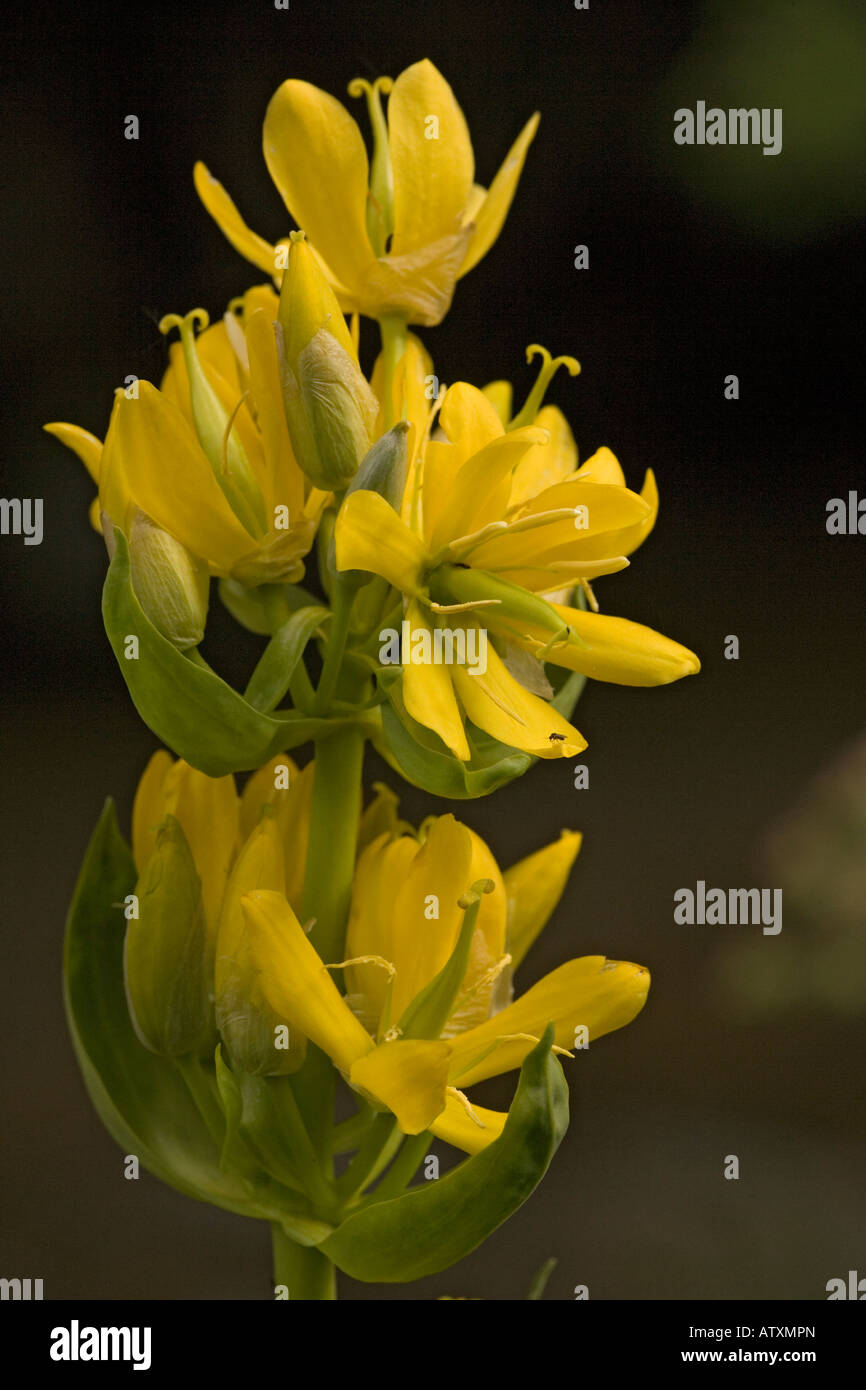 Große gelbe Enzian Gentiana Lutea Alm Pyrenäen Stockfotografie - Alamy