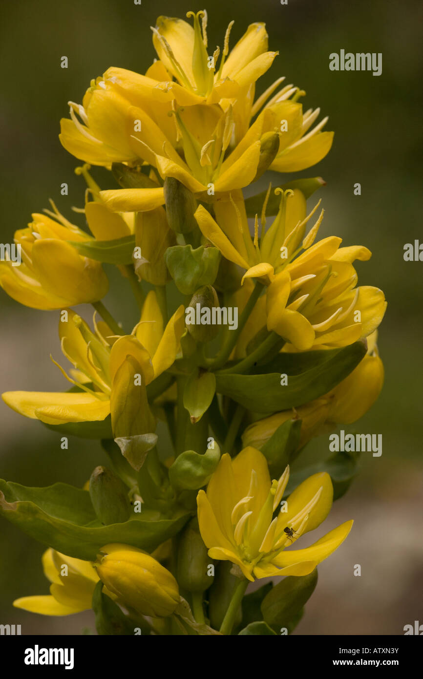 Große gelbe Enzian Gentiana Lutea Alm Pyrenäen Stockfotografie - Alamy