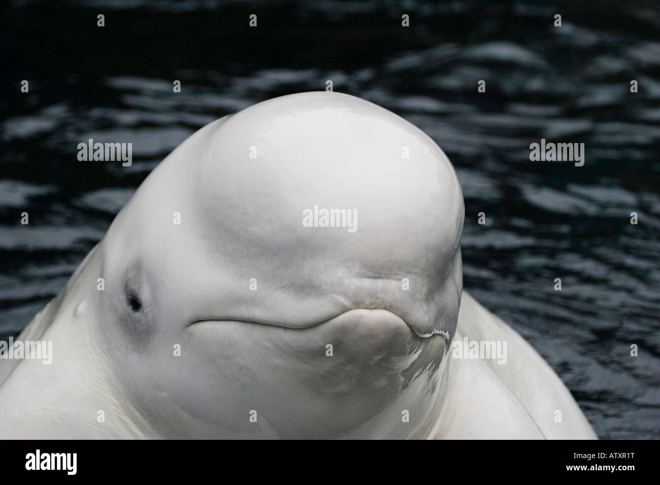 Arktische wale vancouver aquarium -Fotos und -Bildmaterial in hoher ...