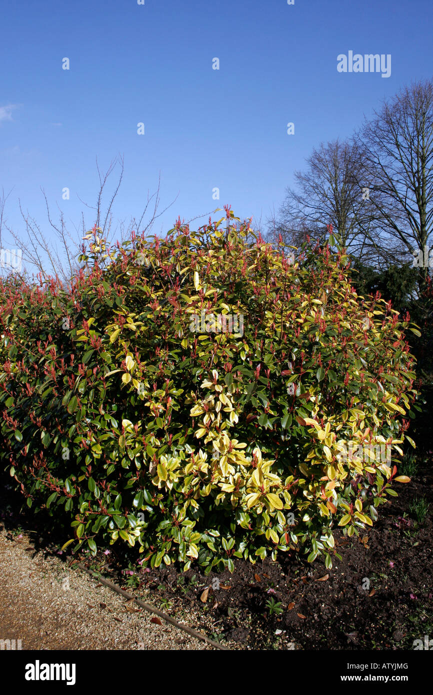 Photinia red robin -Fotos und -Bildmaterial in hoher Auflösung – Alamy