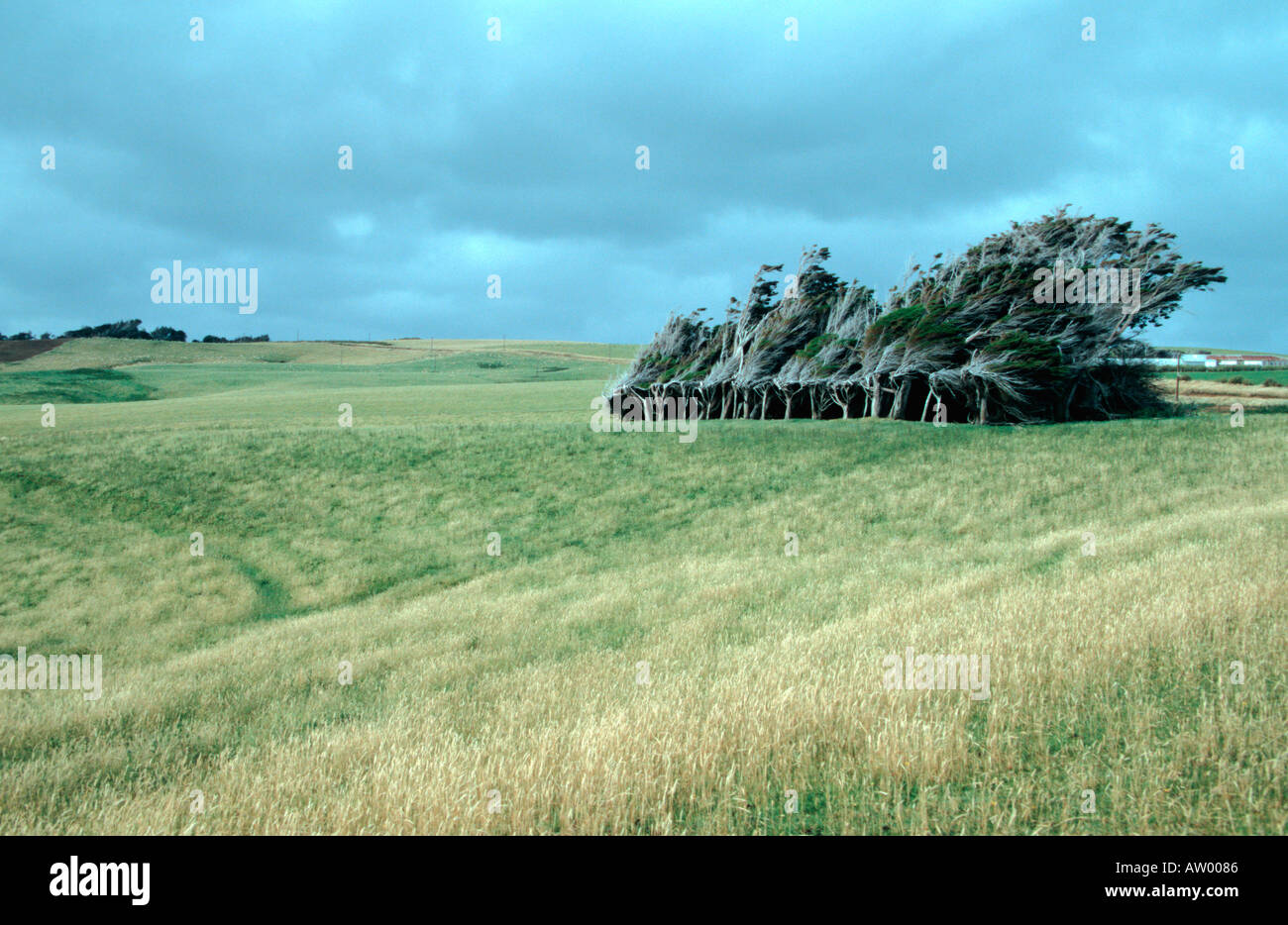 Windgepeitschter und ramponierter baum -Fotos und -Bildmaterial in ...