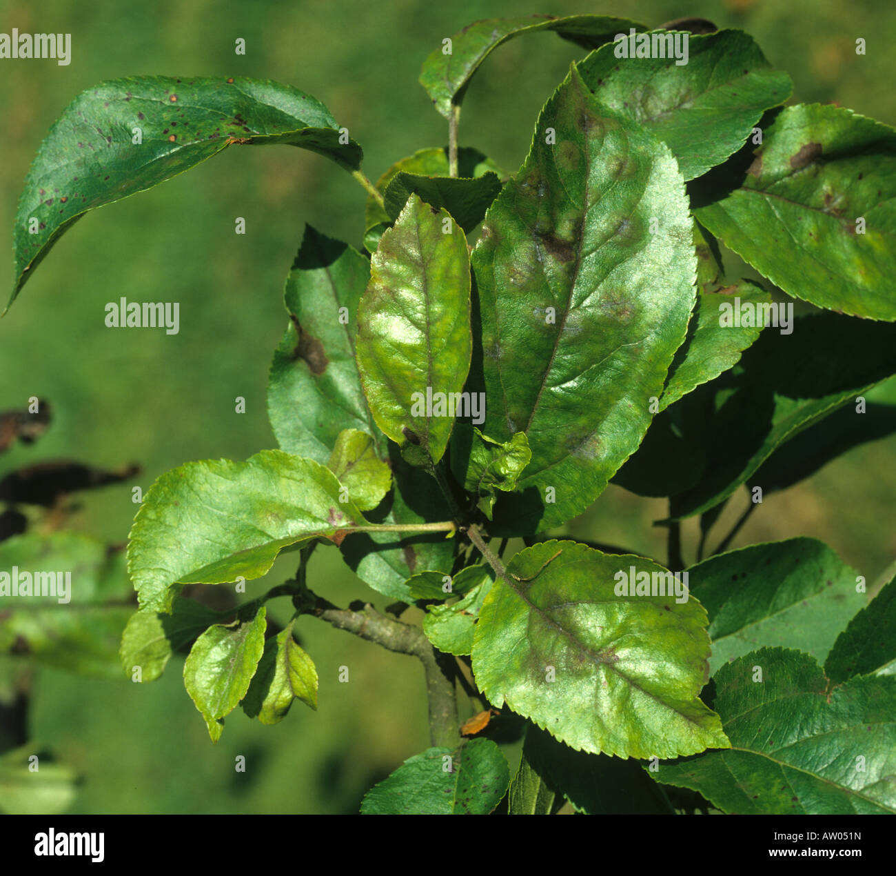 Frühe Symptome der Schorf Venturia Inaequalis auf Apple verlässt ...