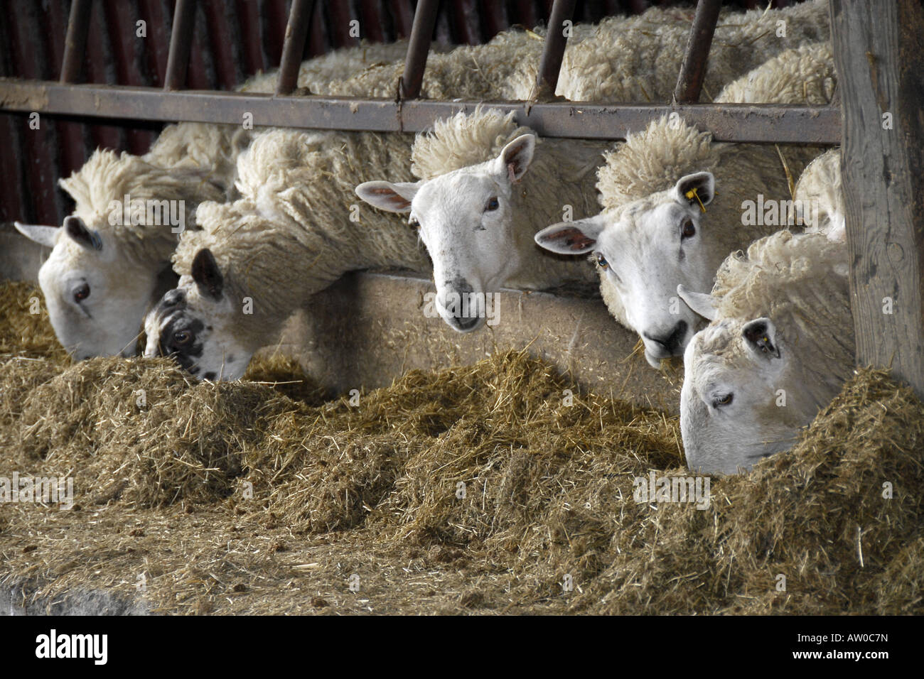 Wales schaffarm agri -Fotos und -Bildmaterial in hoher Auflösung – Alamy