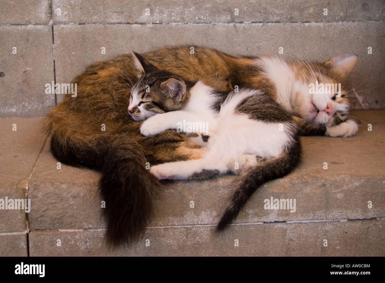Baby katzen -Fotos und -Bildmaterial in hoher Auflösung – Alamy