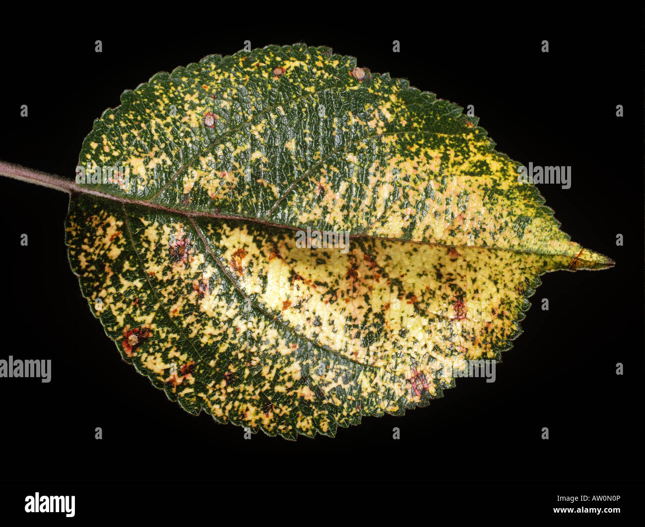 Apple mosaic virus symptoms -Fotos und -Bildmaterial in hoher Auflösung ...