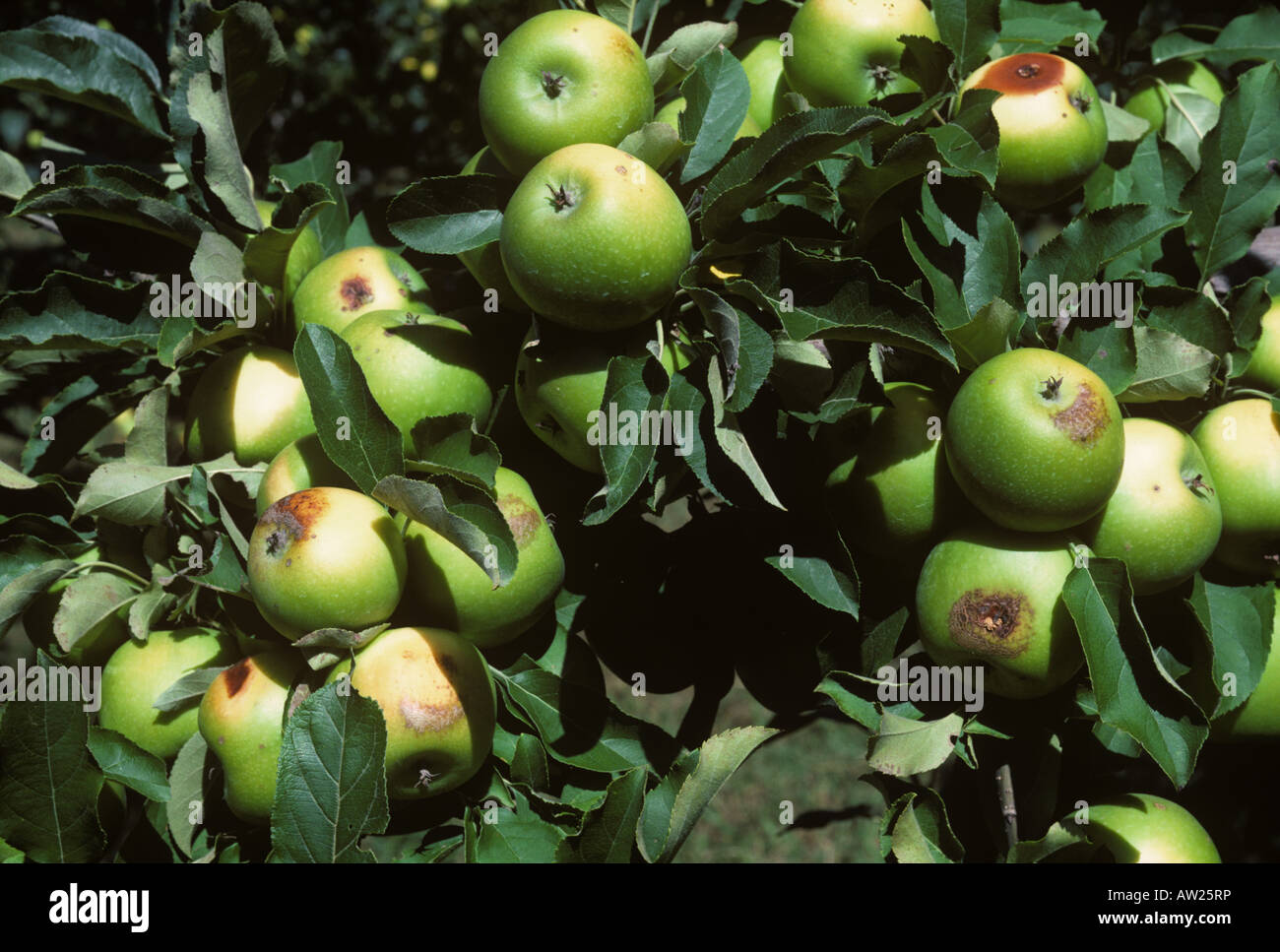 Schatten von apfel Stockfotos und -bilder Kaufen - Alamy