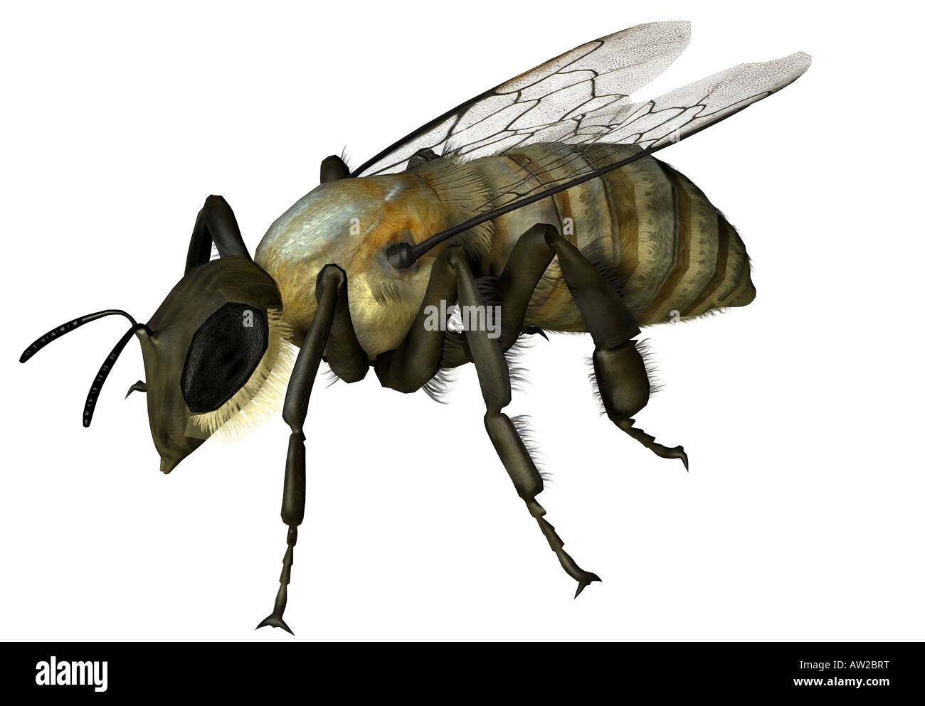 Biologische biologie -Fotos und -Bildmaterial in hoher Auflösung – Alamy