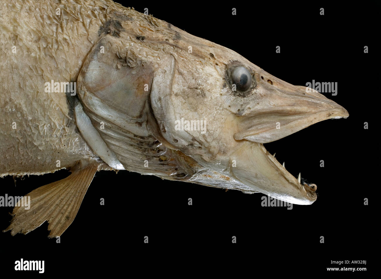 Ausgestopfter Sander Lucioperca, Zander Hecht Barsch, Vorbereitung ...