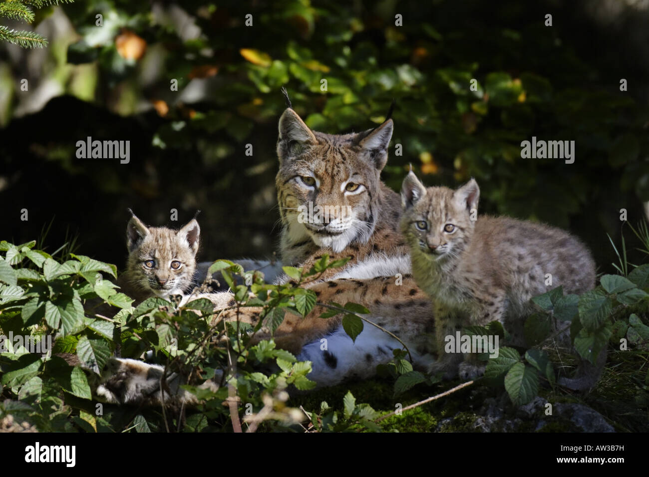 Luchs Juvenil Luchs weibliche junge Familie Stockfotografie - Alamy