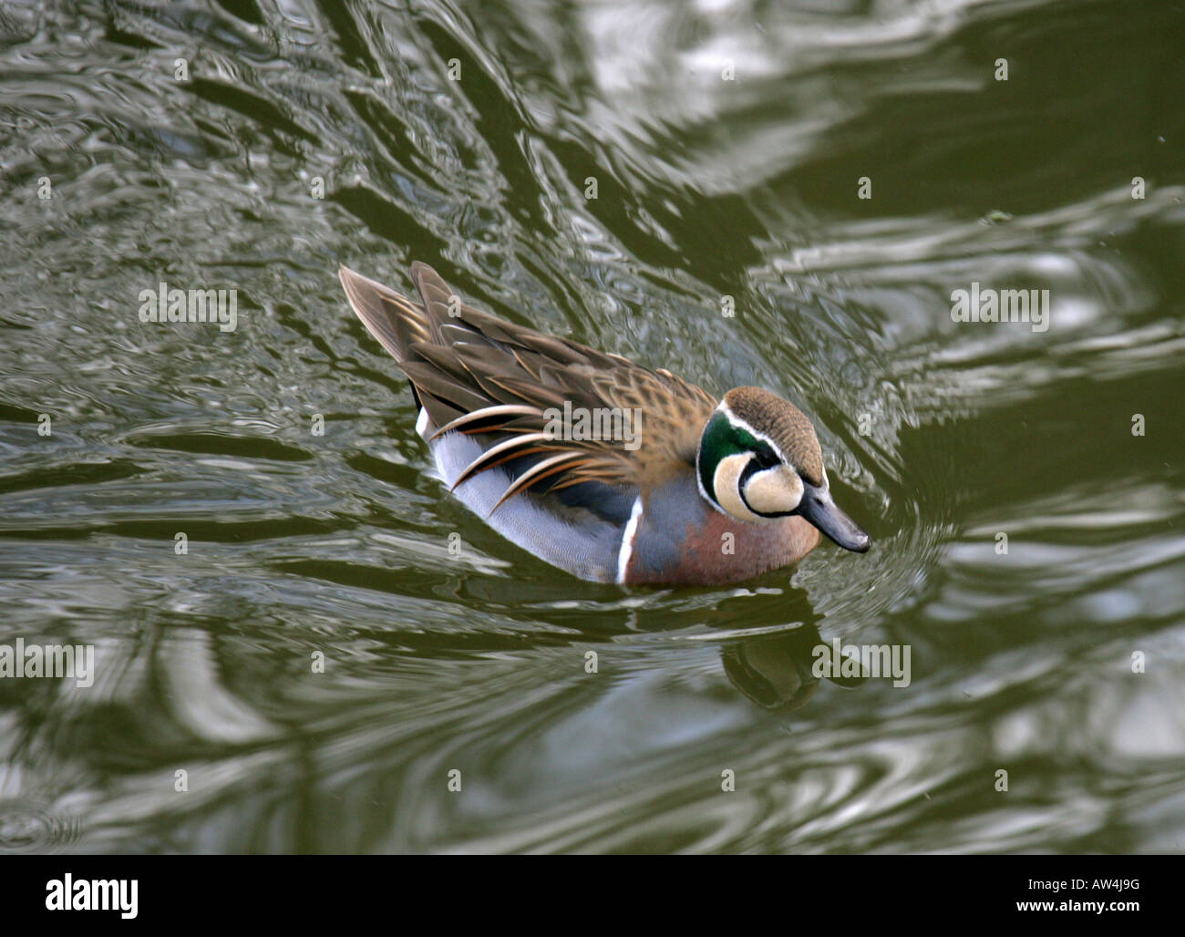 Anas formosa -Fotos und -Bildmaterial in hoher Auflösung – Alamy