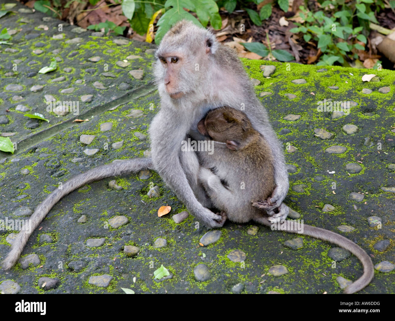 Ein paar lange Tailed Makaken Macaca Fascicularis Affen In The Monkey ...