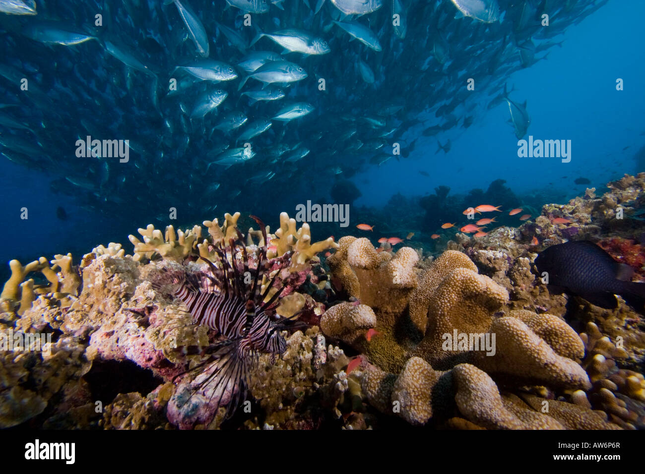 Fish fins reef -Fotos und -Bildmaterial in hoher Auflösung – Alamy