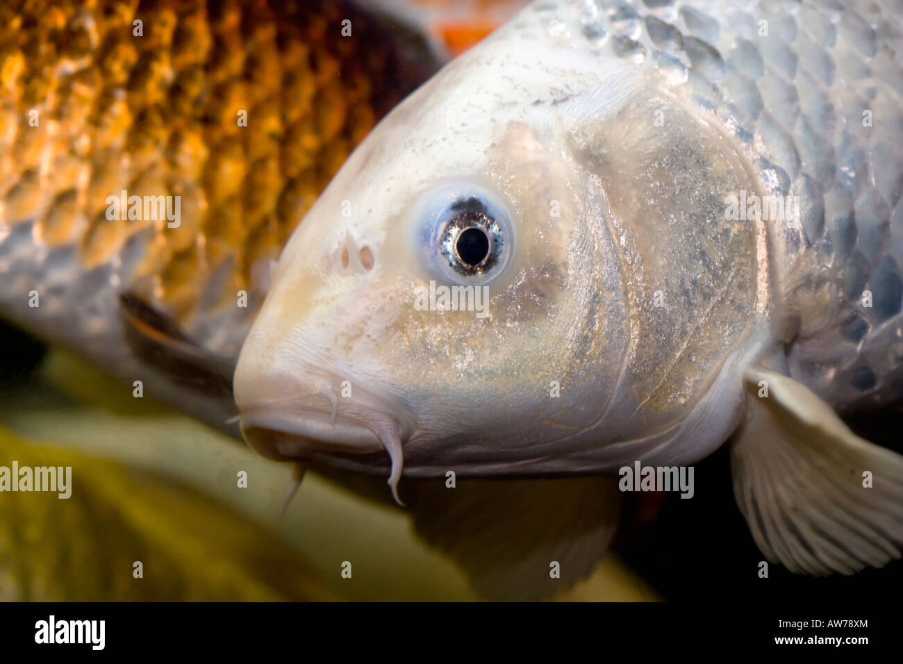 Karpfen, Koikarp (Cyprinus carpio Stockfotografie - Alamy