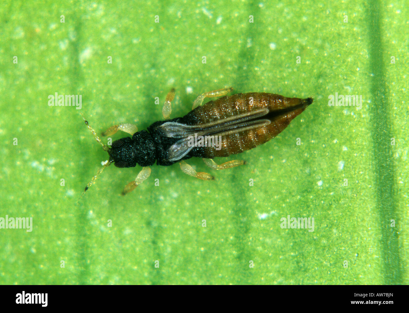 Echinothrips americanus -Fotos und -Bildmaterial in hoher Auflösung – Alamy