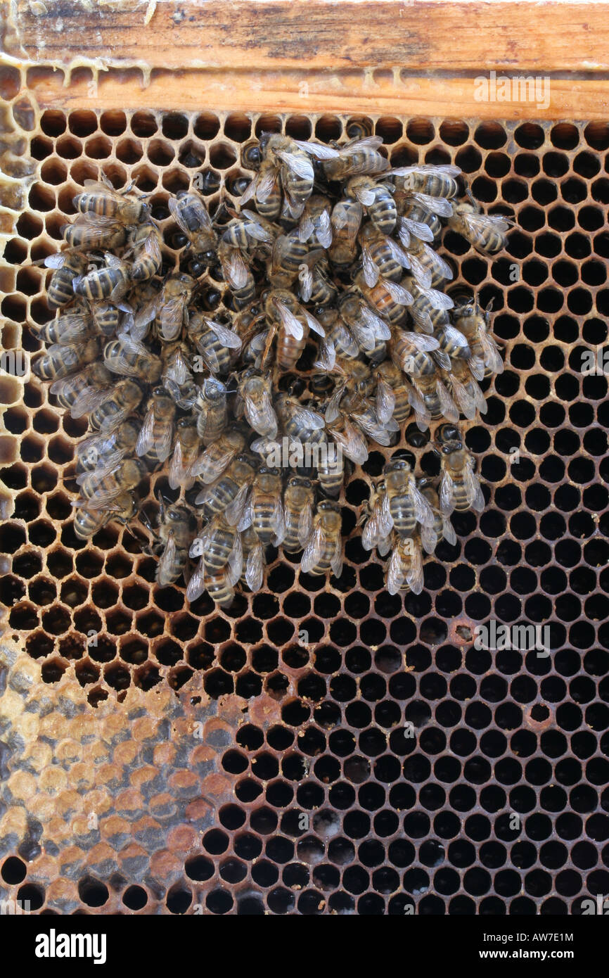 Winter-Cluster der Bienen Stockfotografie - Alamy