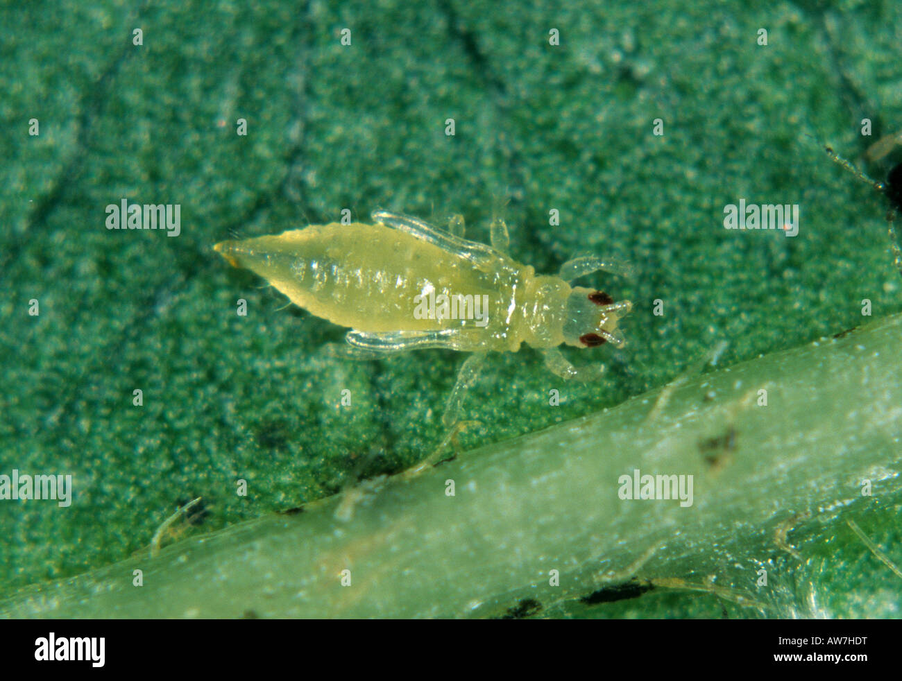 Echinothrips americanus -Fotos und -Bildmaterial in hoher Auflösung – Alamy