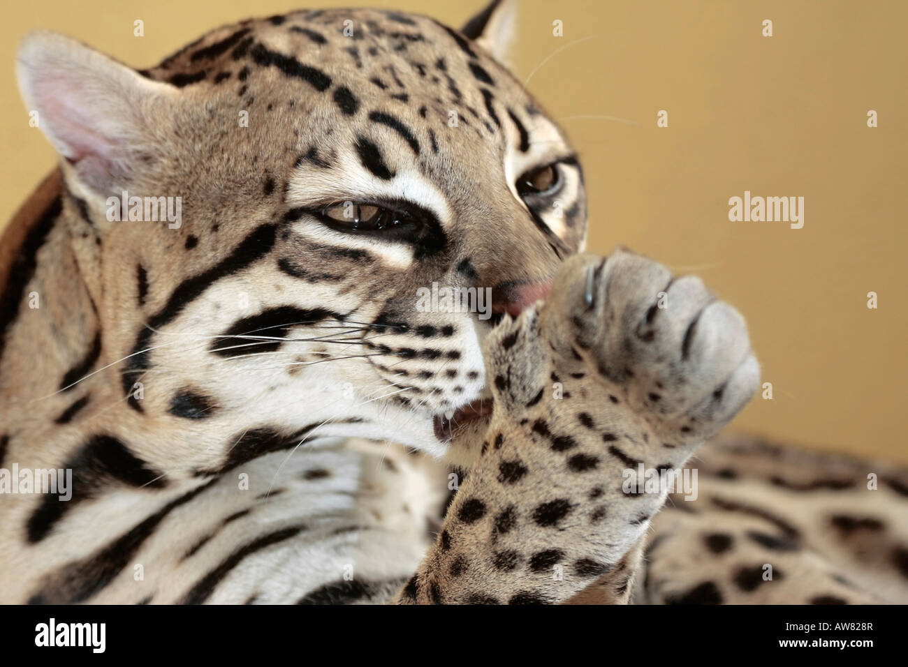Female ocelot -Fotos und -Bildmaterial in hoher Auflösung – Alamy