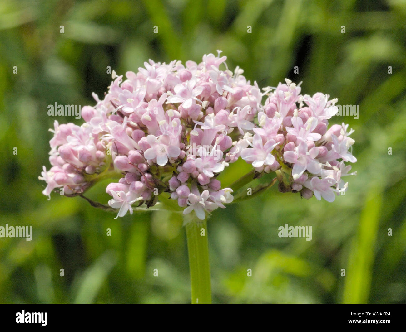 Marsh valerian -Fotos und -Bildmaterial in hoher Auflösung – Alamy