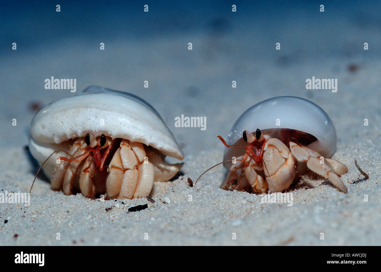 Einsiedlerkrebse am Strand Coenobita spec Malediven Indischer Ozean ...