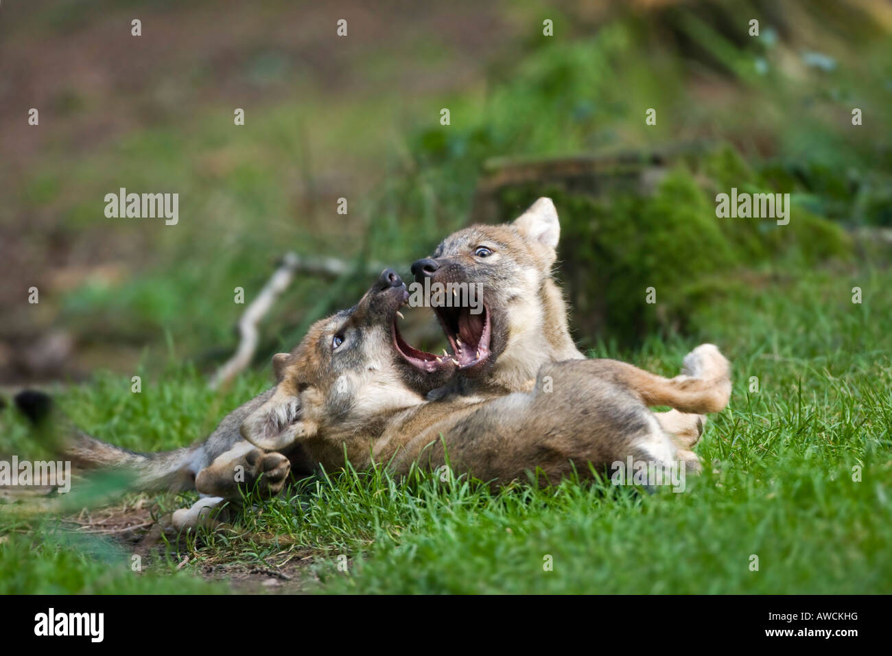Baby wolf playing -Fotos und -Bildmaterial in hoher Auflösung – Alamy