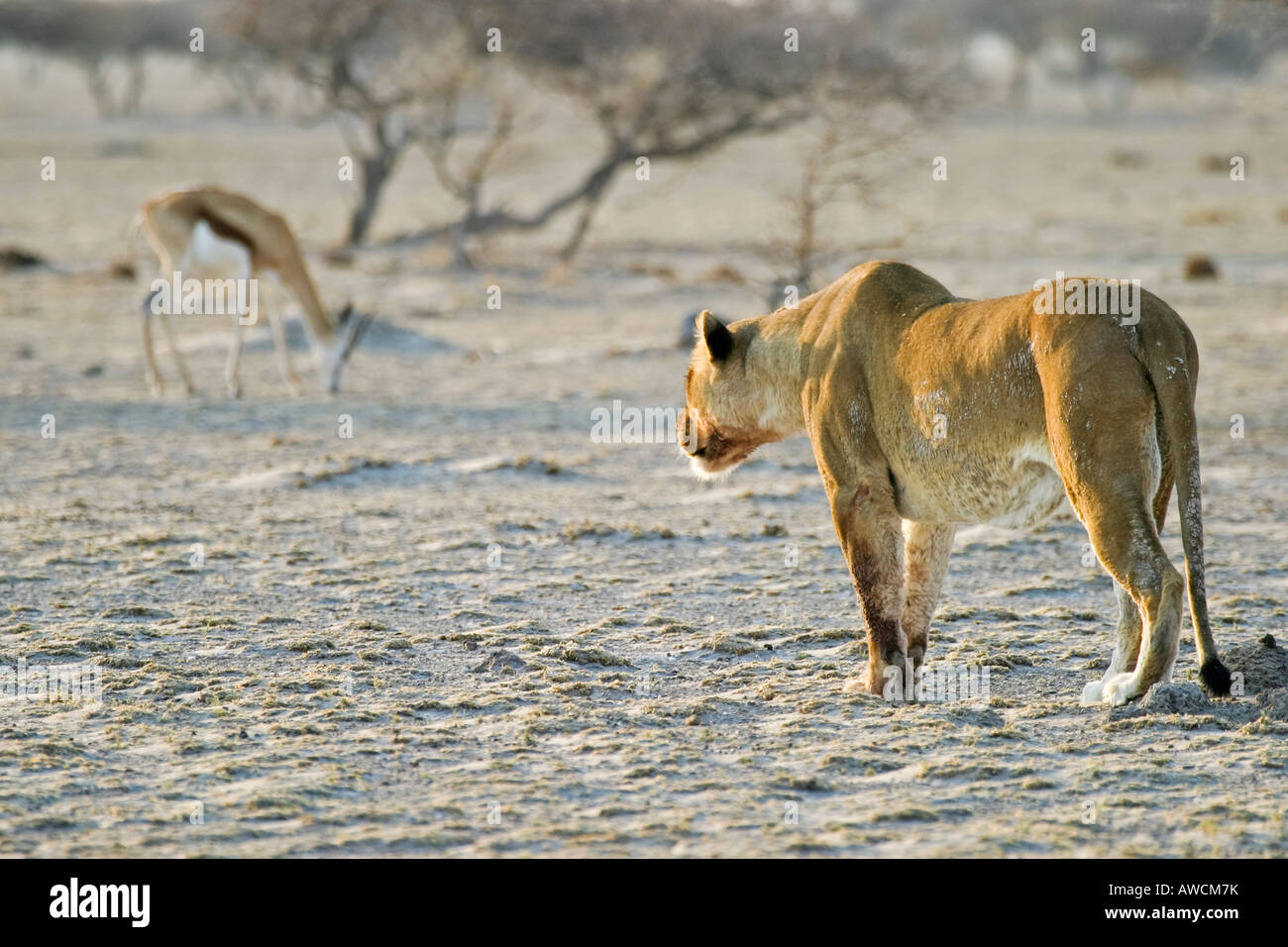 Löwin (Panthera Leo) ist noch auf der Jagd einen Springbock (Antidorcas ...