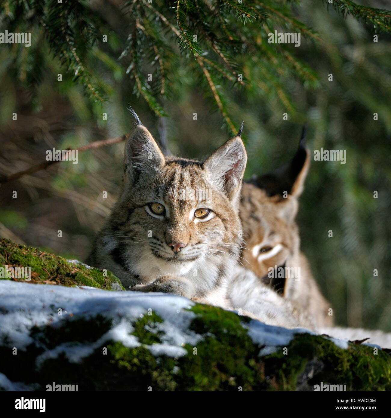 Eurasischer Luchs (Lynx Lynx) Cub, Bayerischer Wald, Bayern ...