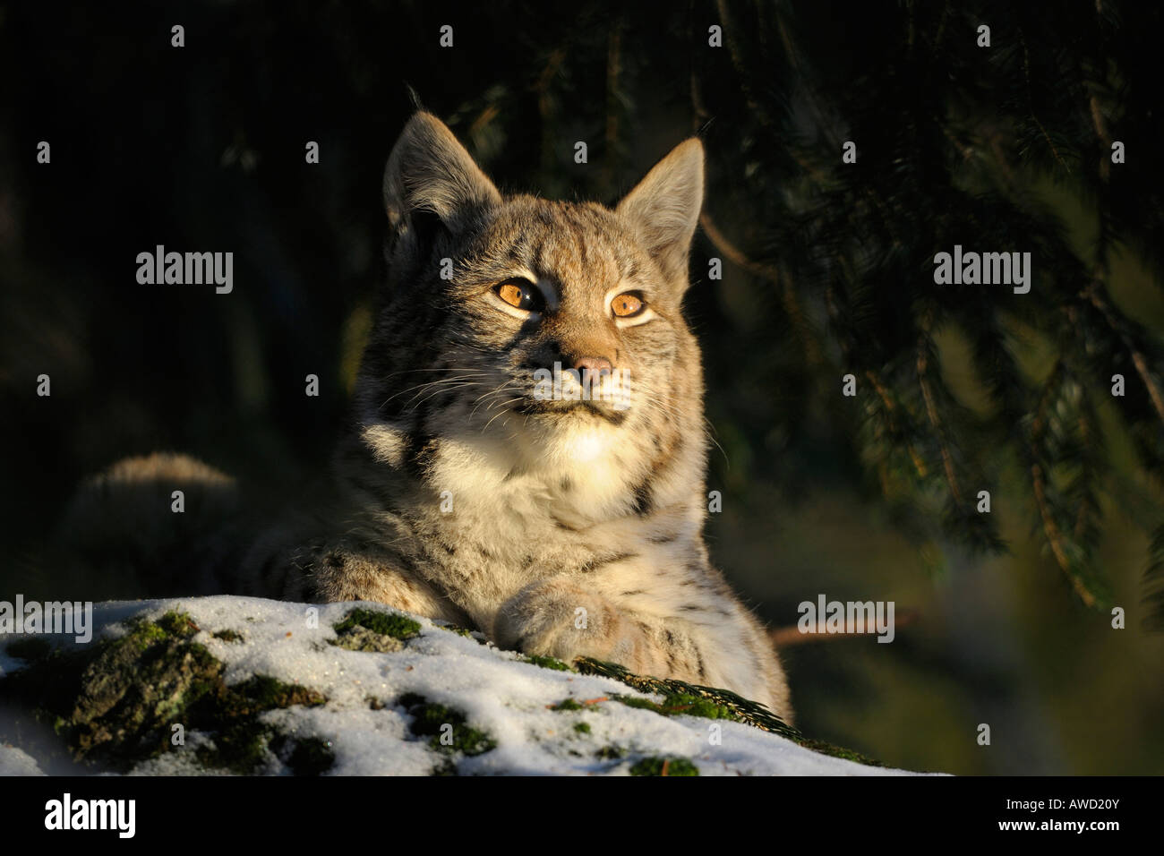 Eurasischer Luchs (Lynx Lynx) Cub, Bayerischer Wald, Bayern ...