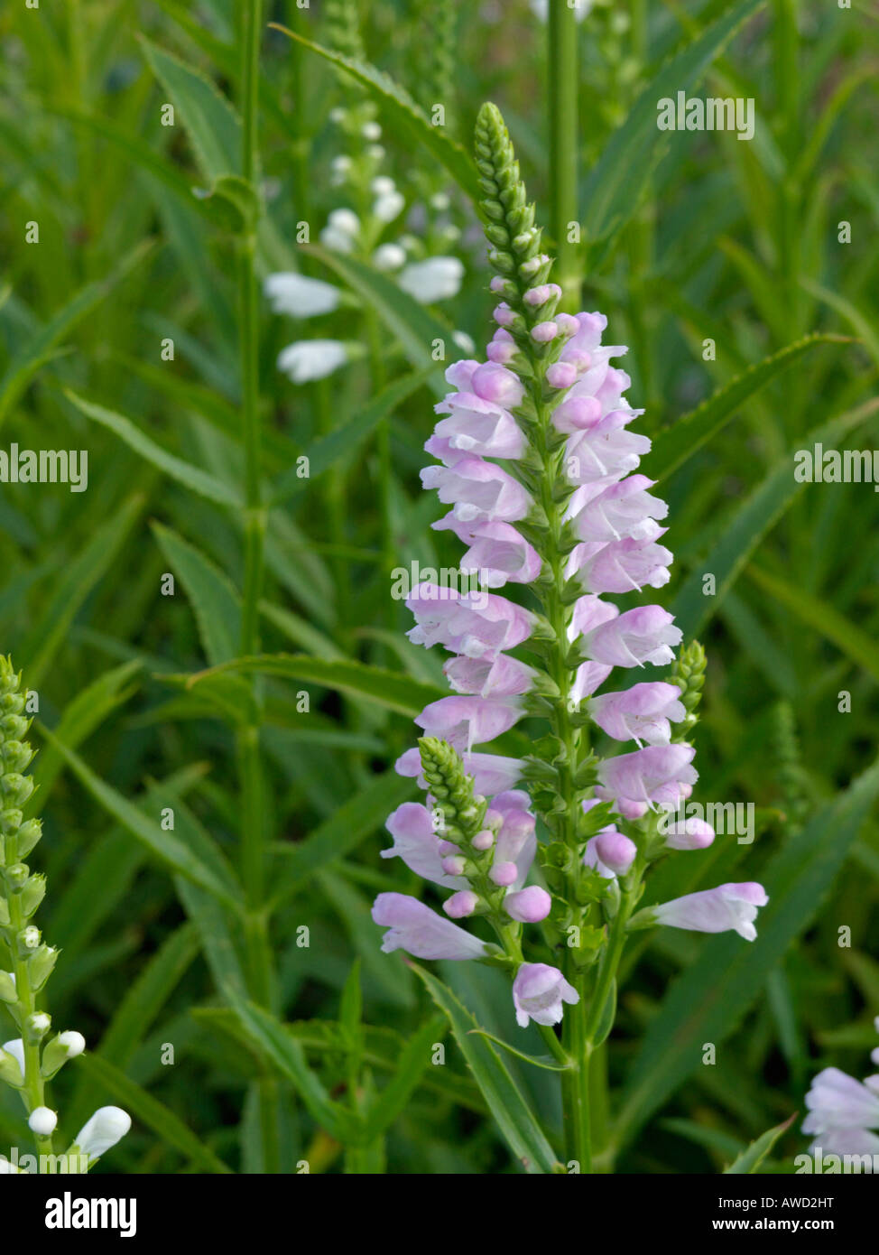 Gehorsam pflanzliche physostegia virginiana -Fotos und -Bildmaterial in ...