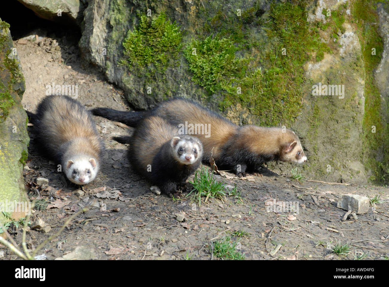 Mustela Putorius Furo Stockfotos und -bilder Kaufen - Alamy