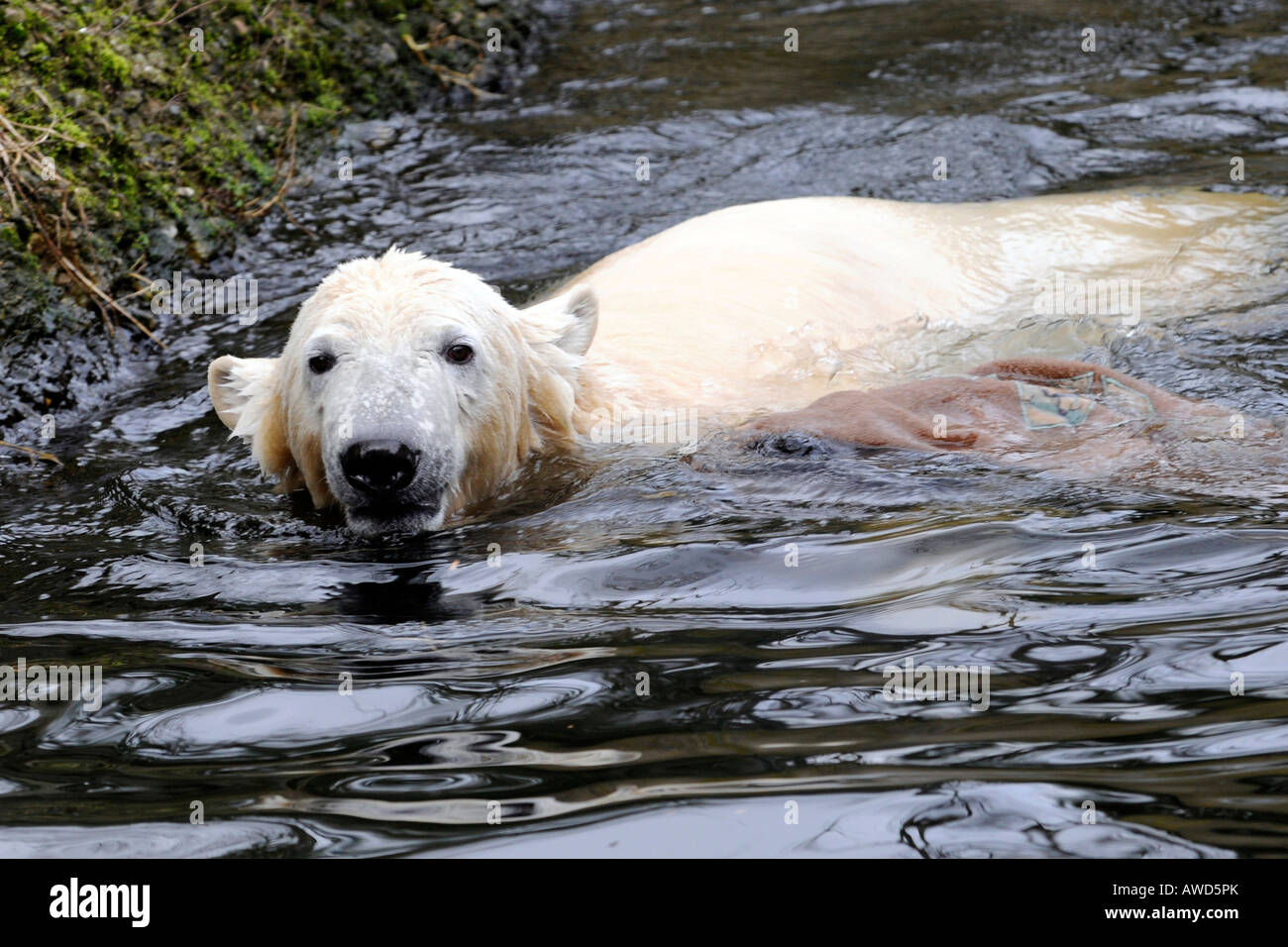 Eisbaren berlin -Fotos und -Bildmaterial in hoher Auflösung – Alamy