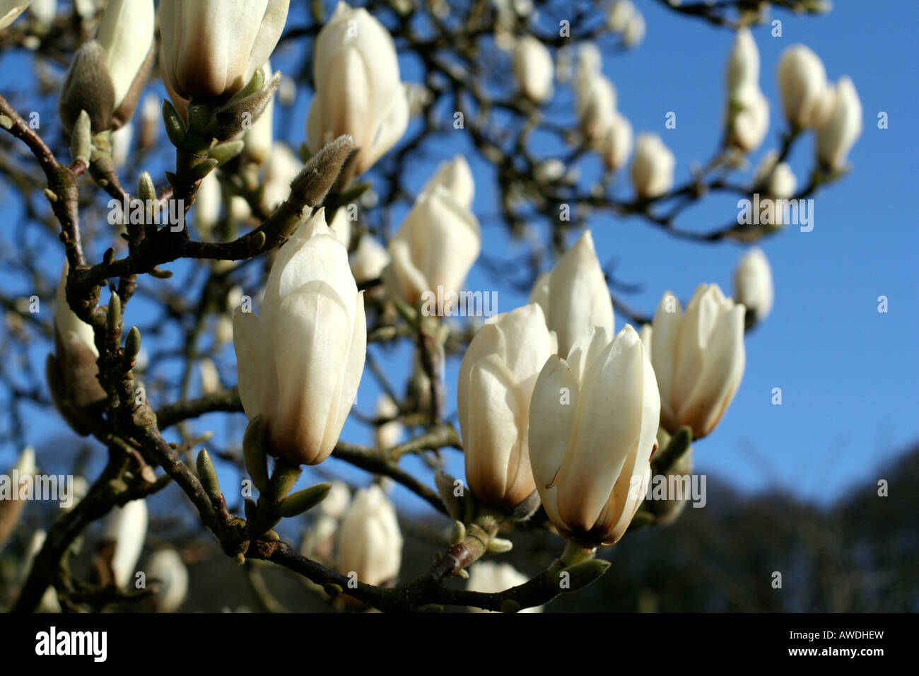 Magnolia species -Fotos und -Bildmaterial in hoher Auflösung – Alamy