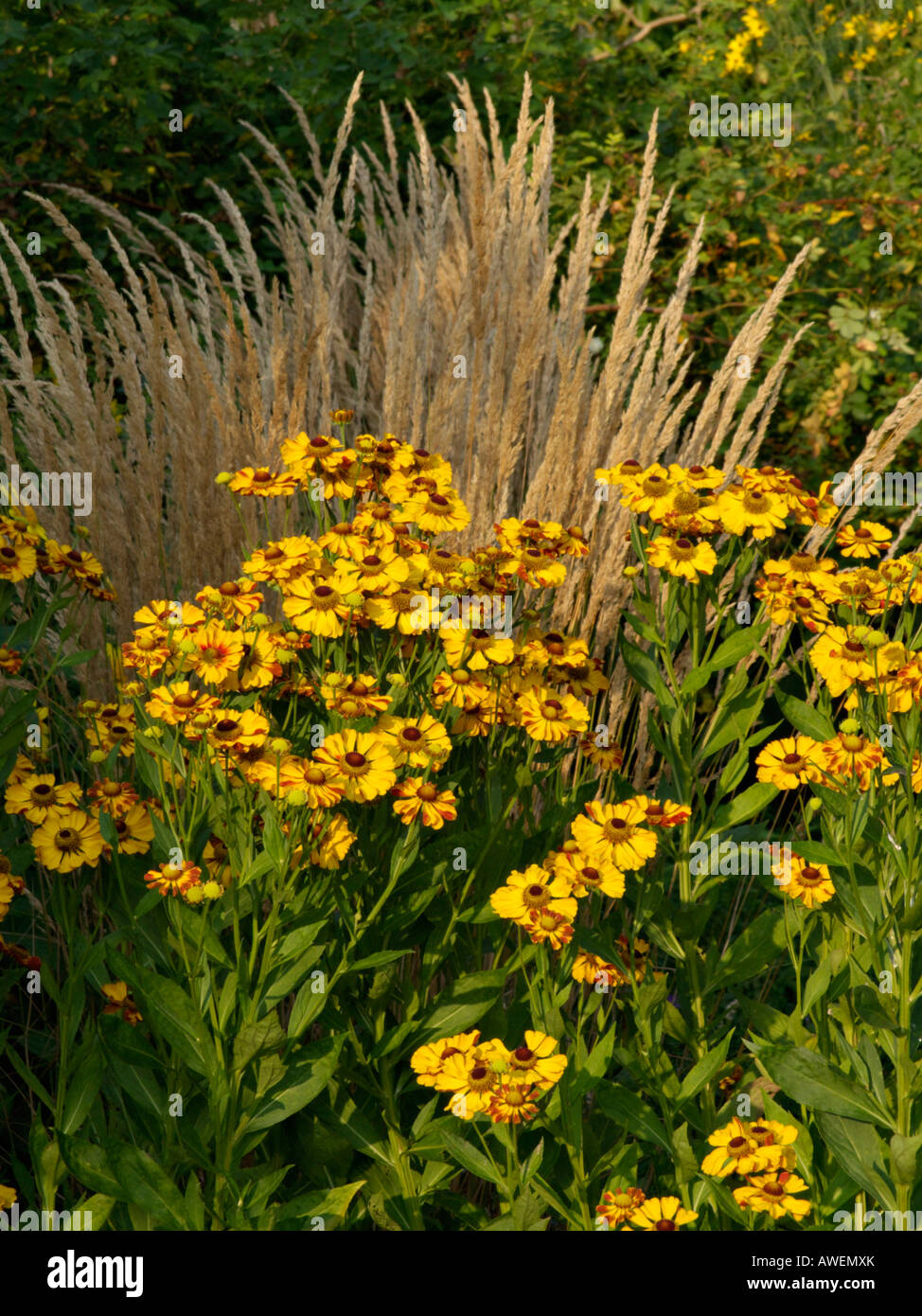 Sneezeweed (helenium rauchtopas) und Reed grass (calamagrostis x ...