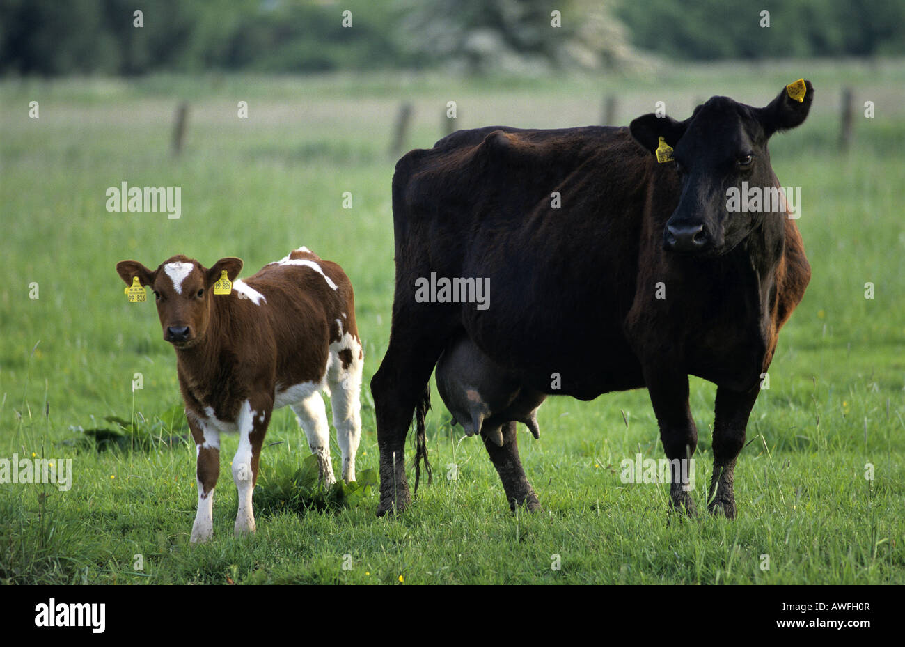 Kalb Kuh Calf Cow Stockfotos und -bilder Kaufen - Alamy