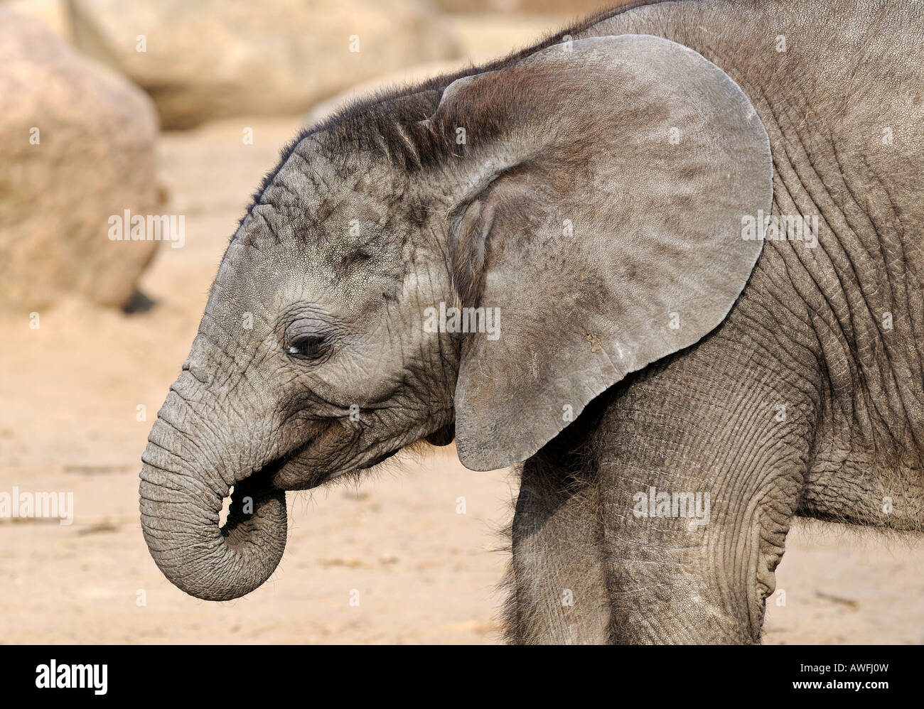 Elephant in berlin germany -Fotos und -Bildmaterial in hoher Auflösung ...