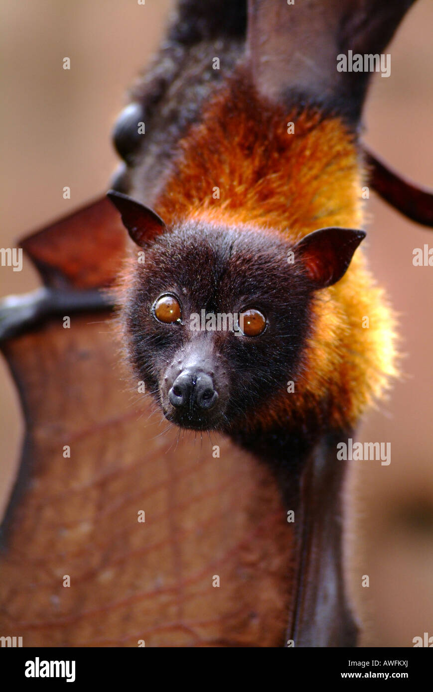 Giant Fruit Bat Stockfotos und -bilder Kaufen - Alamy