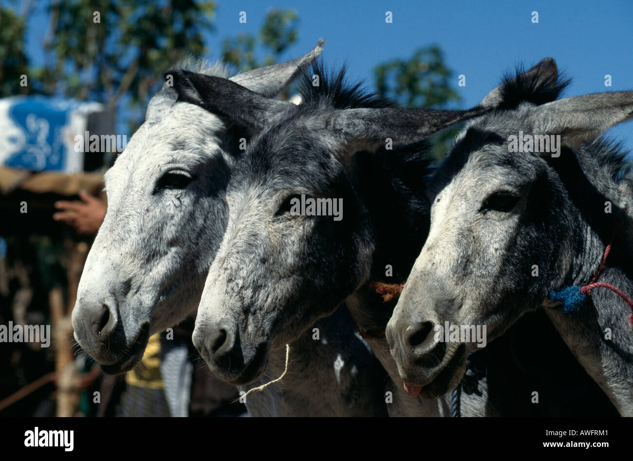 Wadi al dhabab -Fotos und -Bildmaterial in hoher Auflösung – Alamy