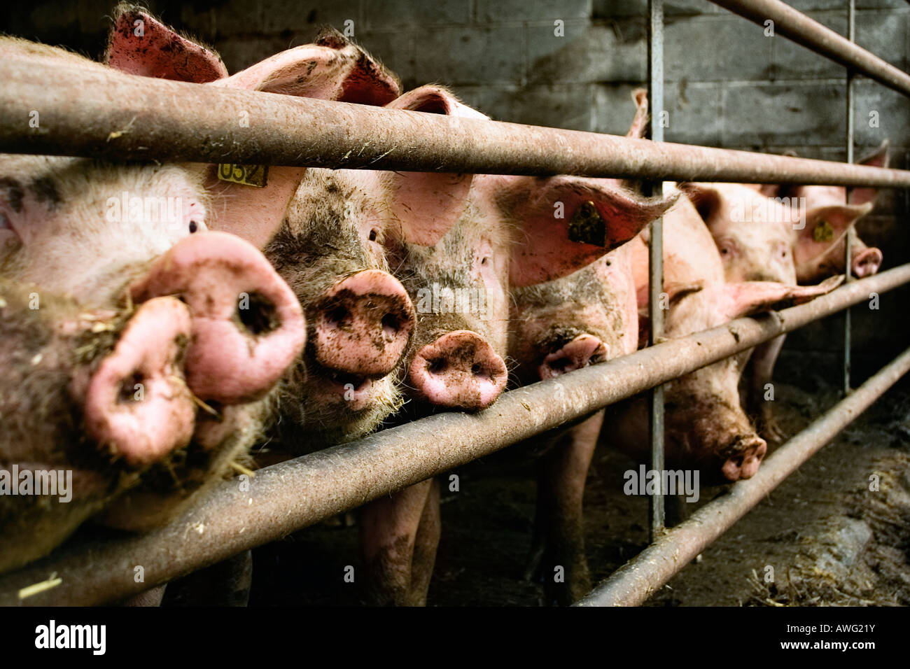 Schmutzige schweine -Fotos und -Bildmaterial in hoher Auflösung – Alamy