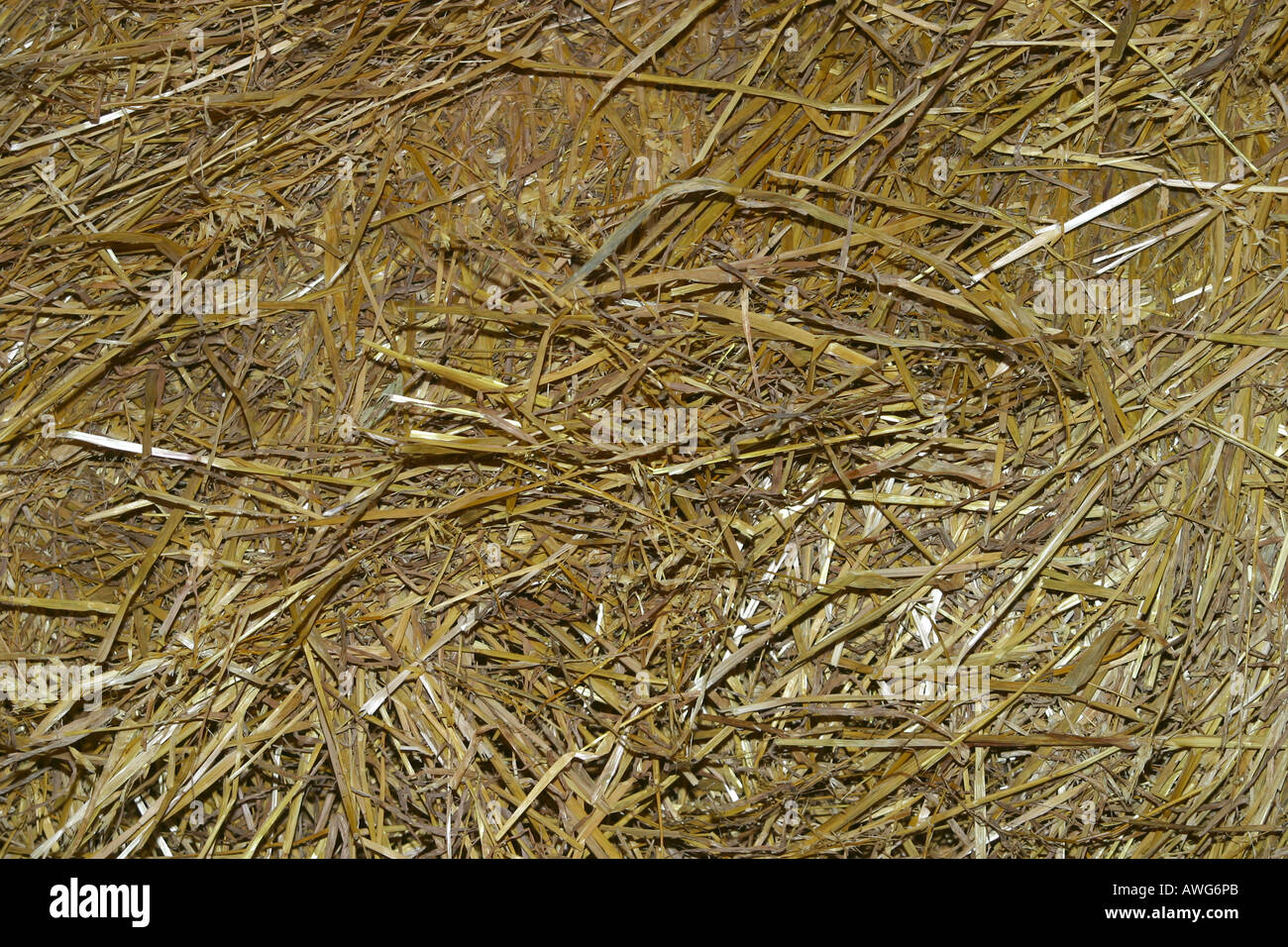 Stroh zur verwendung als tiereinstreumaterial -Fotos und -Bildmaterial ...