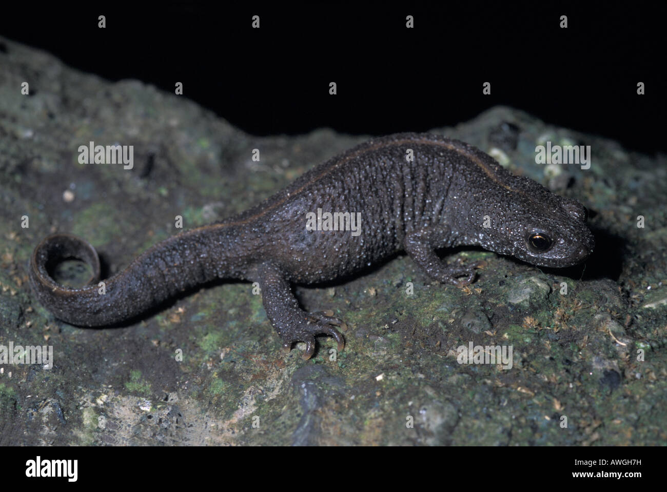 Italienische Crested Newt Alpine, Crested Newt, Triturus Carnifex ...