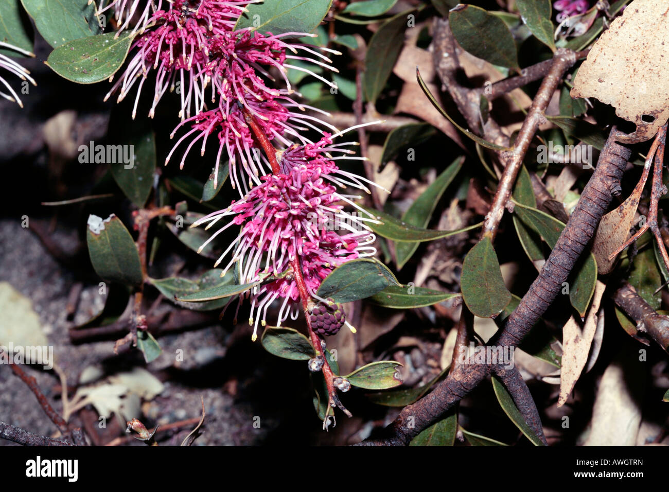Burrendong Beauty - Hakea Myrtoides X petiolaris hybrid Stockfotografie ...