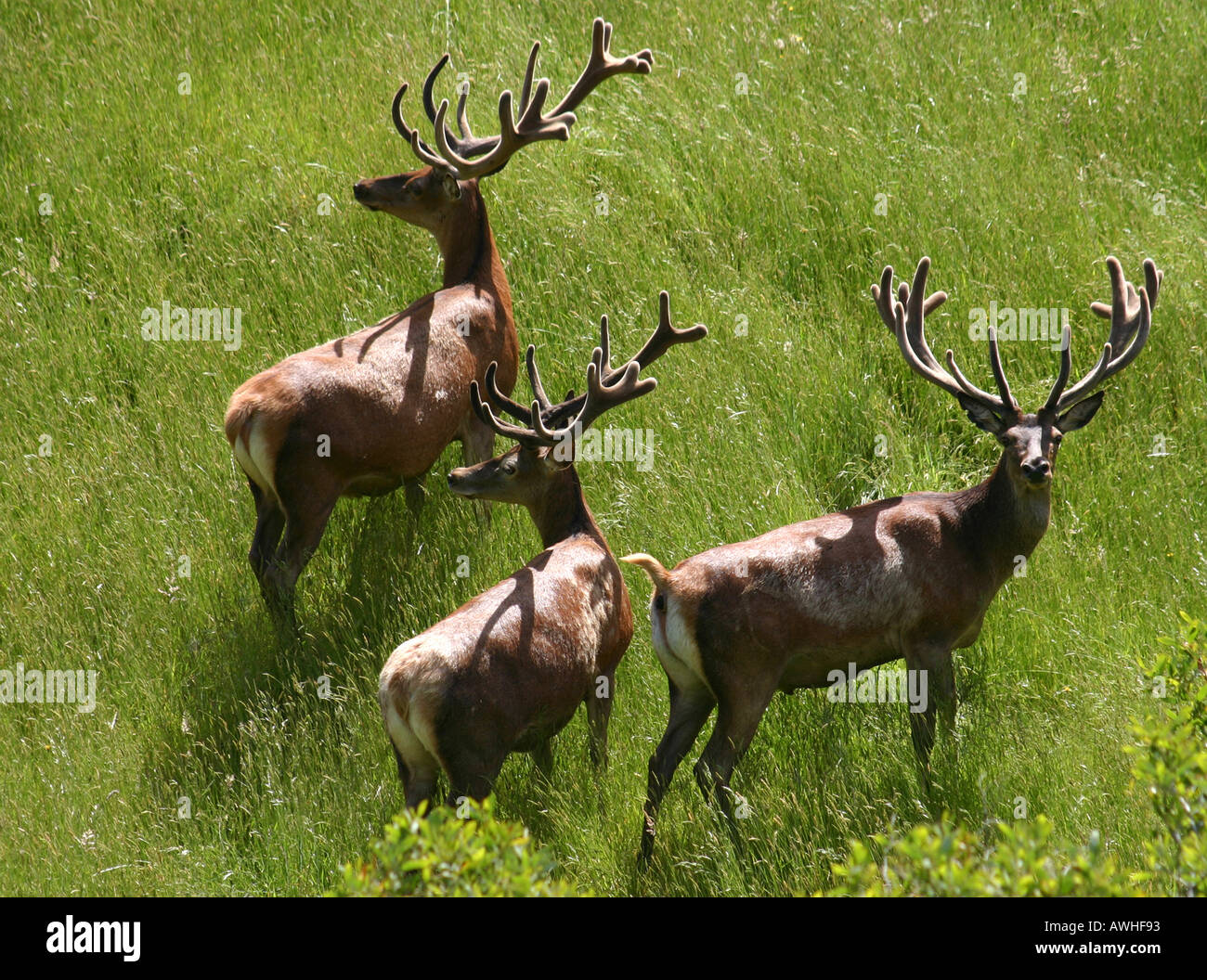 Deer mates -Fotos und -Bildmaterial in hoher Auflösung – Alamy