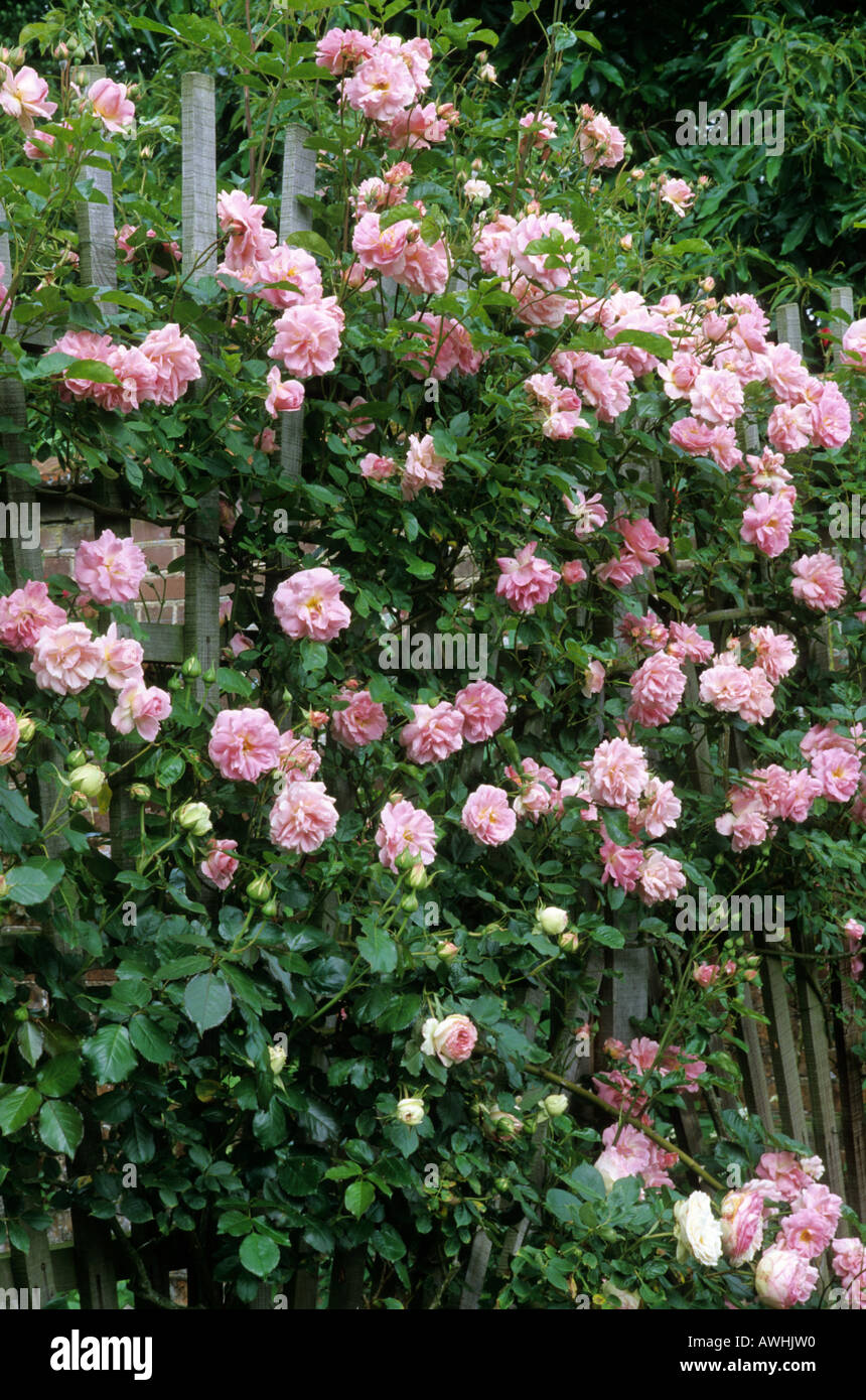 Rosa blush rambler -Fotos und -Bildmaterial in hoher Auflösung – Alamy