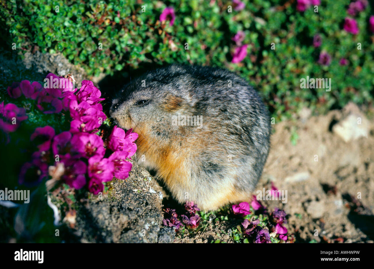 Collared lemming -Fotos und -Bildmaterial in hoher Auflösung – Alamy