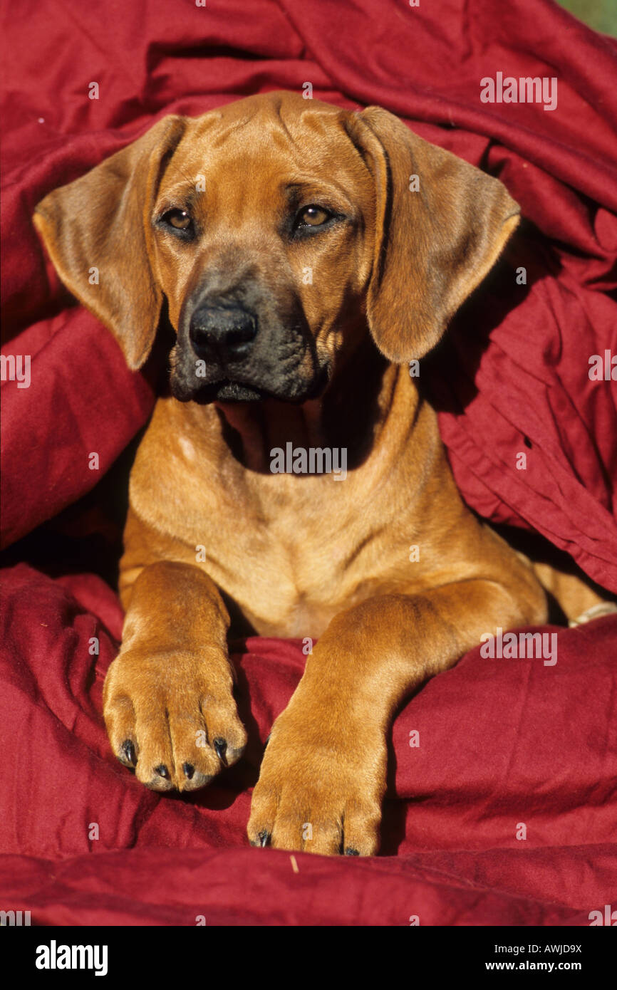 Rhodesian ridgebacks -Fotos und -Bildmaterial in hoher Auflösung – Alamy