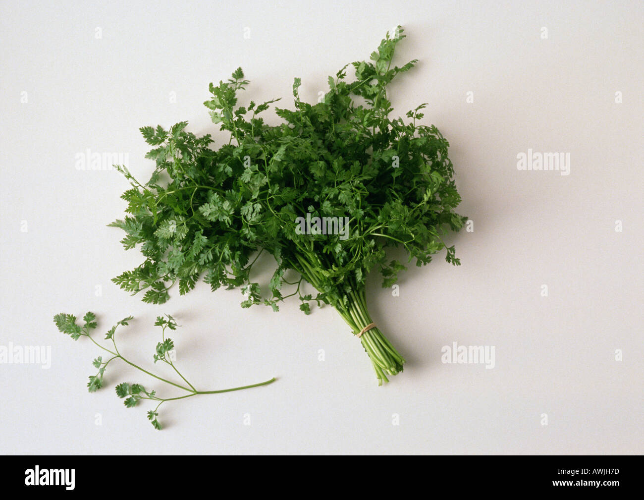 Kerbel haufen -Fotos und -Bildmaterial in hoher Auflösung – Alamy