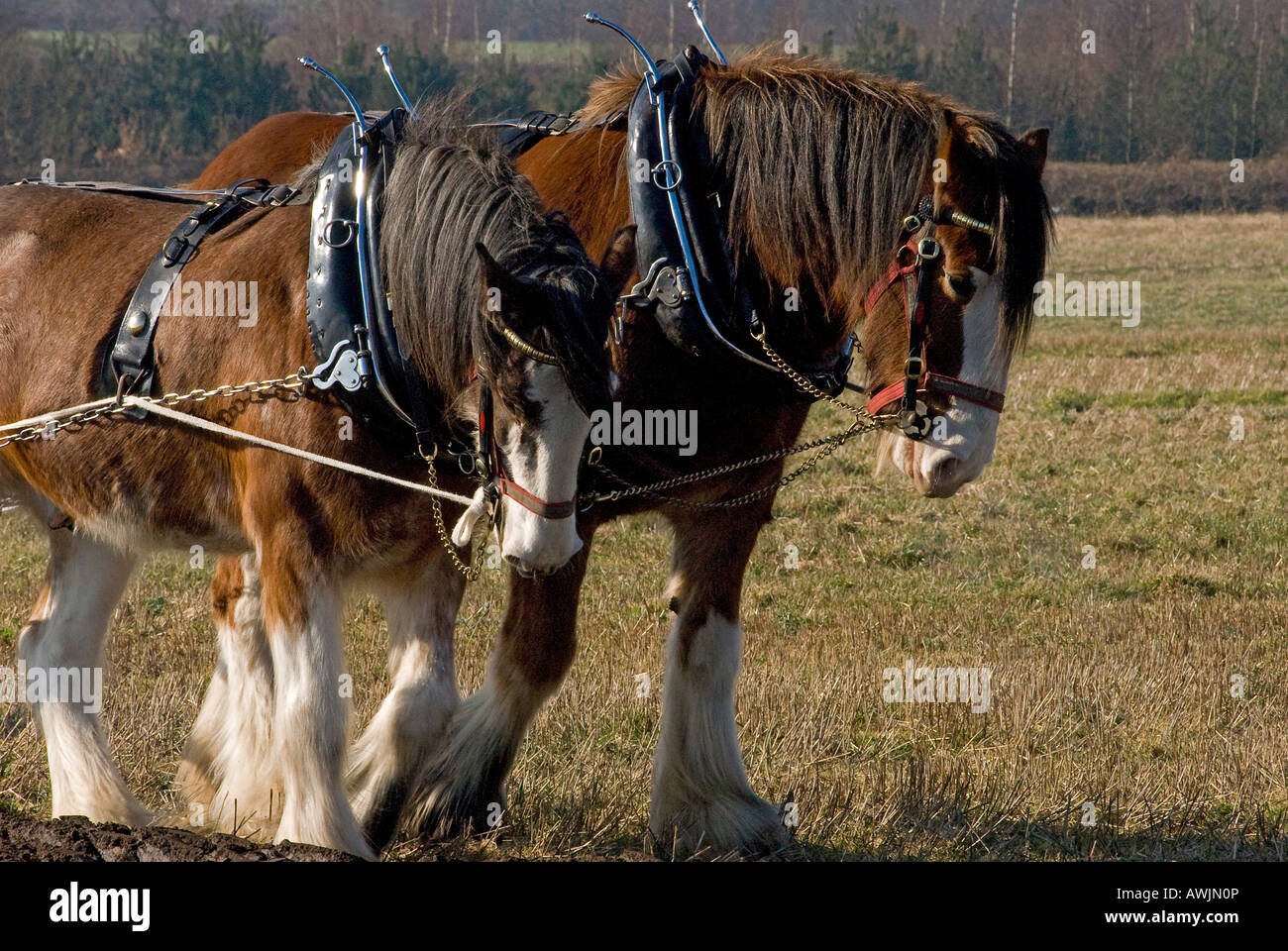 Pferde ziehen pflug -Fotos und -Bildmaterial in hoher Auflösung – Alamy