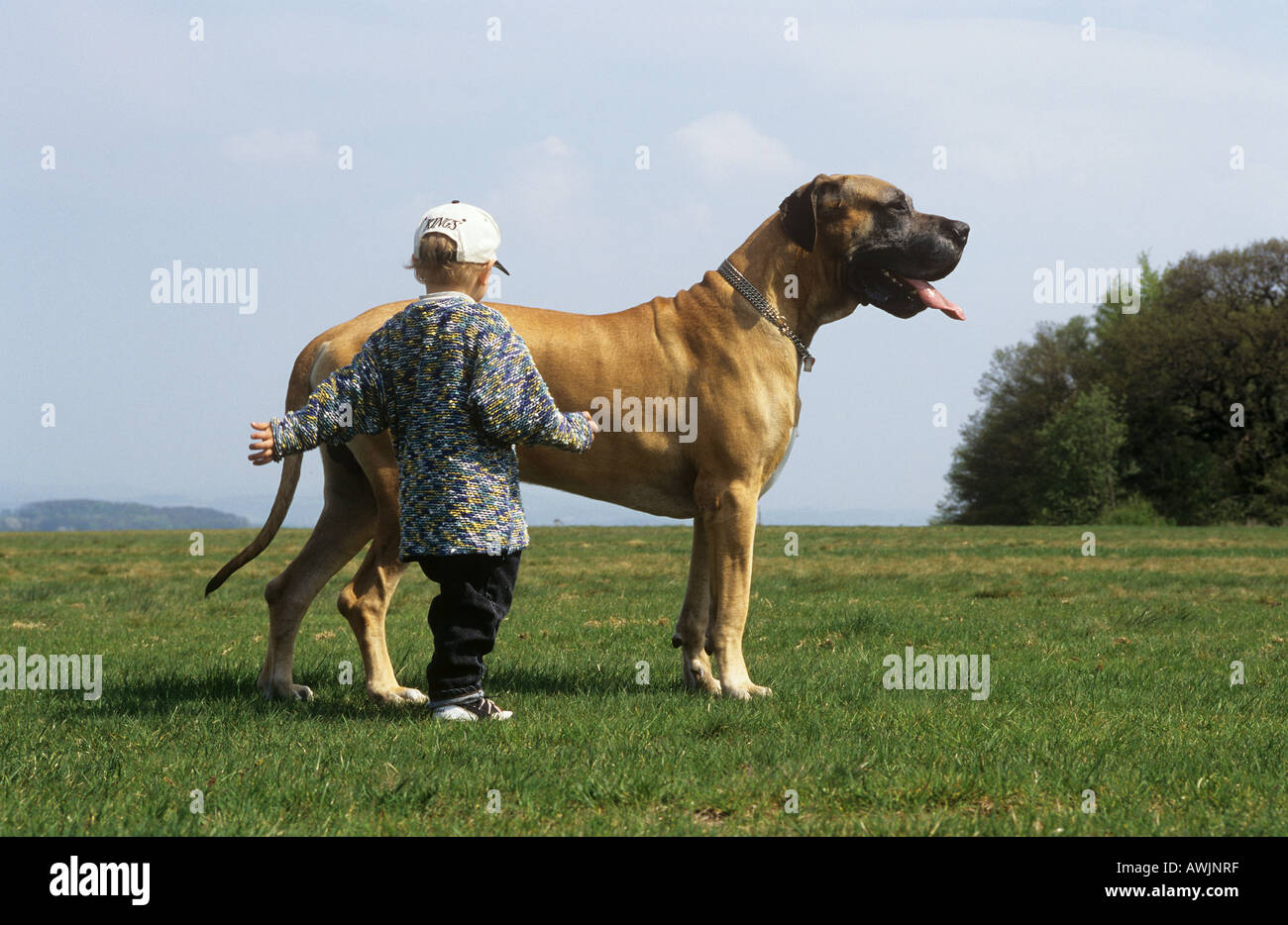 Deutsche Doggen Stockfotos und -bilder Kaufen - Alamy