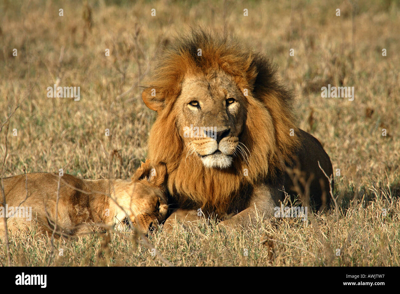 Löwe und löwin -Fotos und -Bildmaterial in hoher Auflösung – Alamy