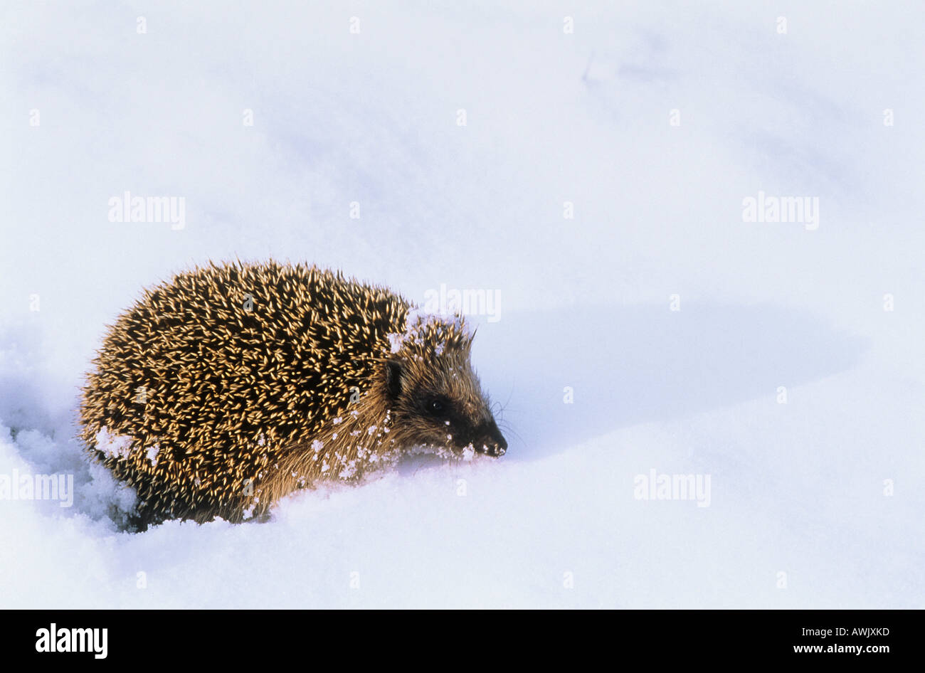 Kranker igel -Fotos und -Bildmaterial in hoher Auflösung – Alamy