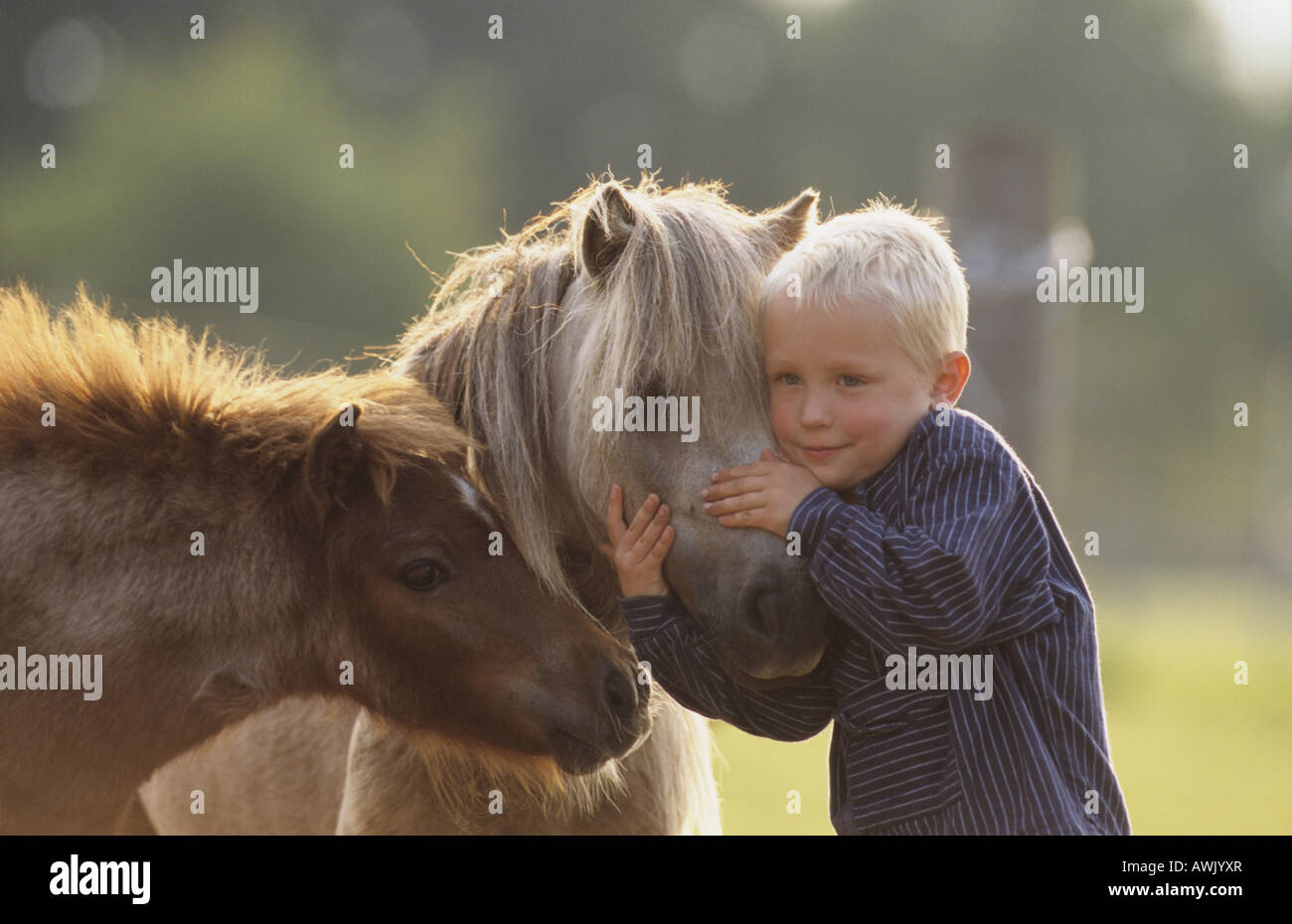 Shetland-Pony (Equus Caballus). Kleiner Junge streicheln zwei Shetland ...